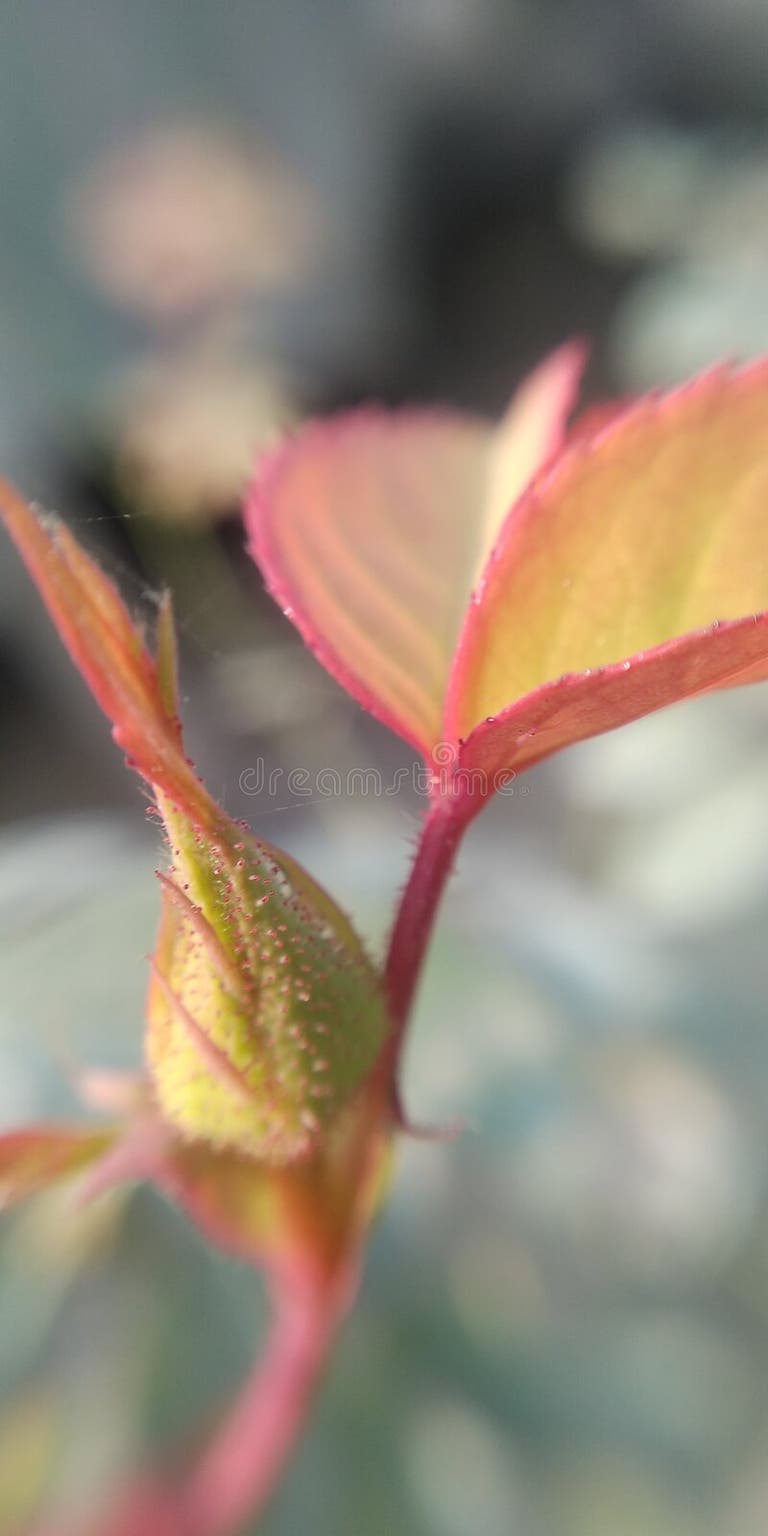 117 Kali Rose Stock Photos - Free & Royalty-Free Stock Photos from ...