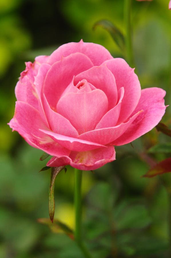 Hot Pink Rose stock photo. Image of green, flowers, fragrance - 217960