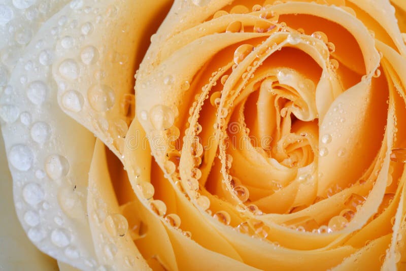 Wet rose stock image. Image of color, aroma, floral, closeup - 30951409