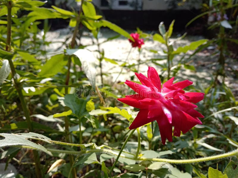 Rose stock image. Image of rose, nice, flower - 134794247