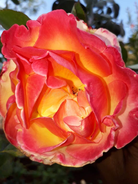 Rose stock photo. Image of rose, gulab, beautiful, laalgulab - 139995302