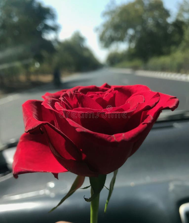 Rose stock image. Image of rose, road, flowers, nature - 143310167
