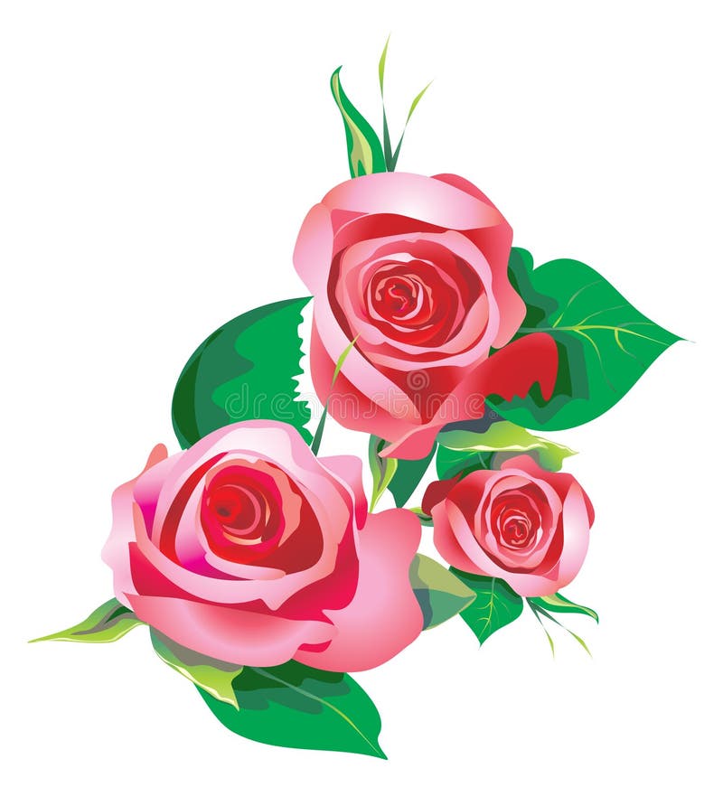 Bouquet of Pink and White Roses and Lisianthus Flowers. Vector ...