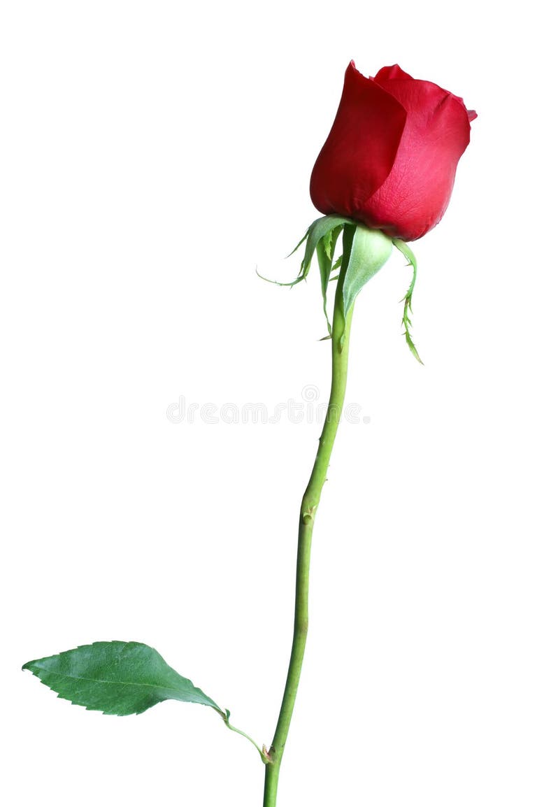 792 Vermilion Rose Stock Photos - Free & Royalty-Free Stock Photos from ...