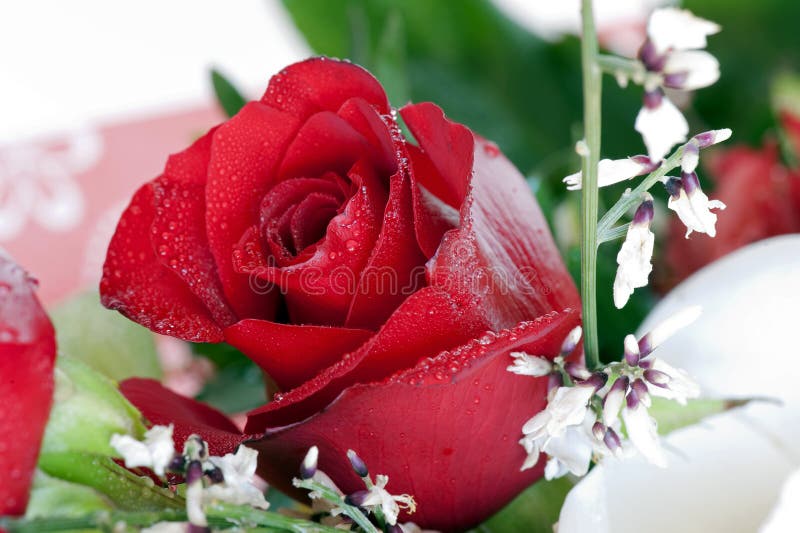 Red Gift Box with Pink Roses Stock Image - Image of heart, passion: 3920173