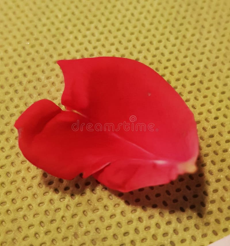 Rose stock image. Image of filter, nature, lovee, rose - 156659273