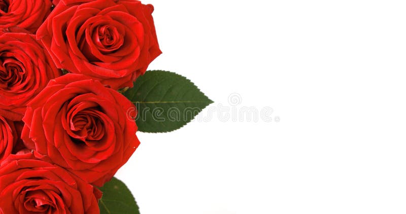 Rose imagen de archivo. Imagen de fechado, cubo, pétalo - 17835657