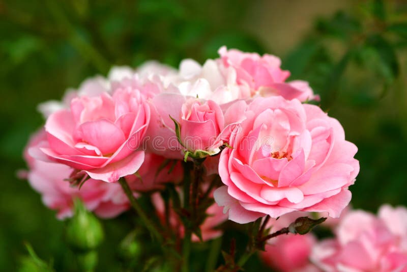 Rose photo stock. Image du blanc, horizontal, fleur, roses - 182892