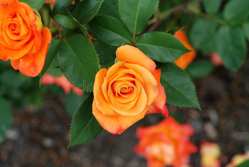 Beautiful Peach Coloured Bush Roses. Stock Image - Image of color ...