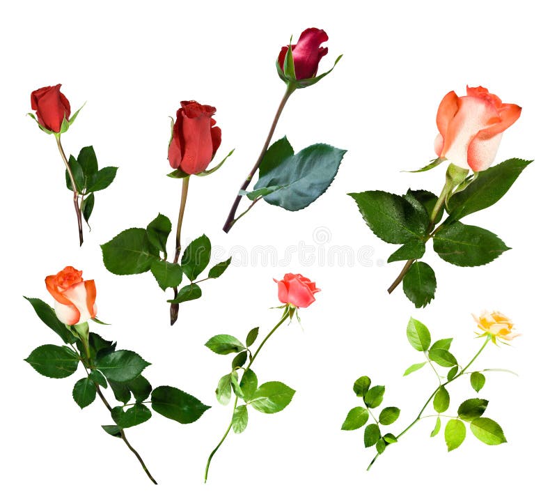 Eight Roses Seen from Above Stock Photo - Image of botany, flower: 2991168