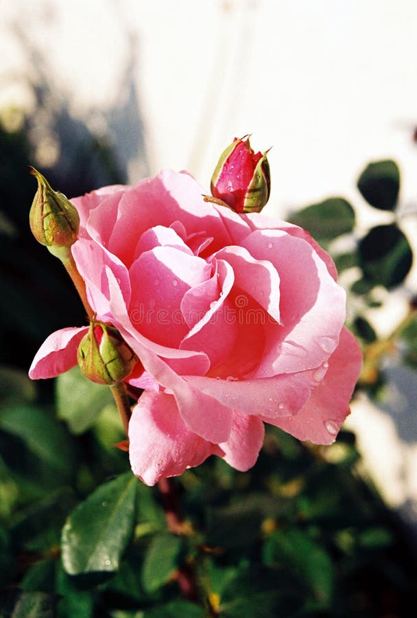 Rose 2 stock image. Image of rose, pretty, flaura, flower - 10199