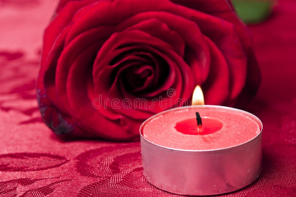 Rose stock photo. Image of celebration, gift, closeup - 20841716