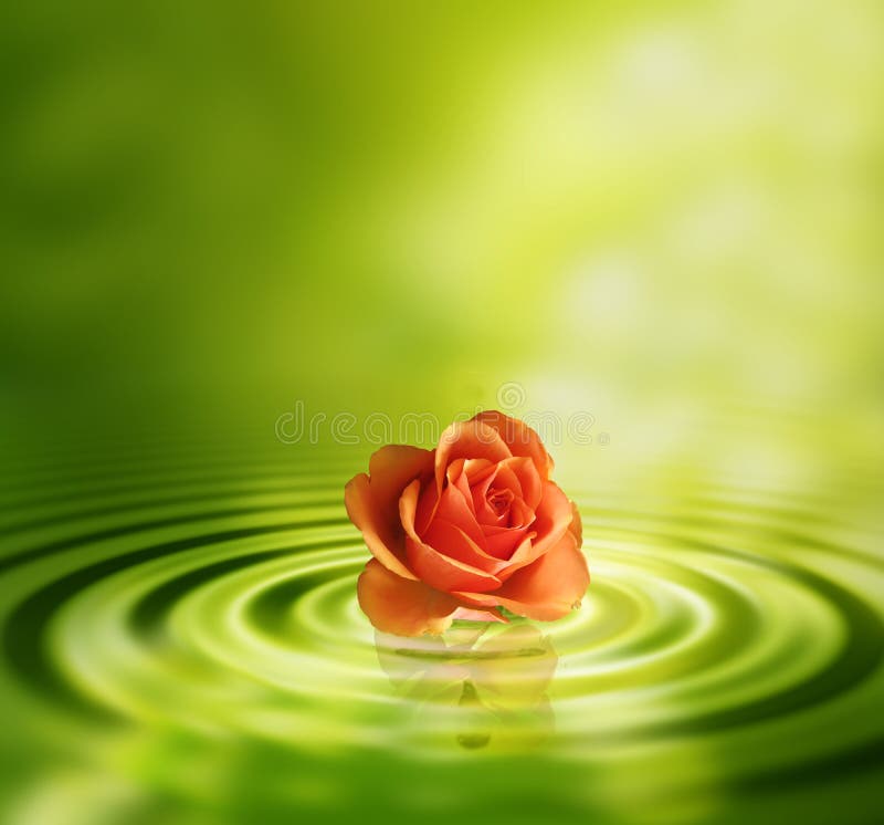 Rose stock photo. Image of appreciation, romance, anniversary - 21837718