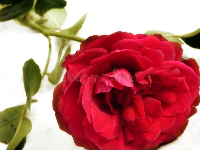 Free Nature (Flowers & Gardens) pictures, photos & images - Royalty ...