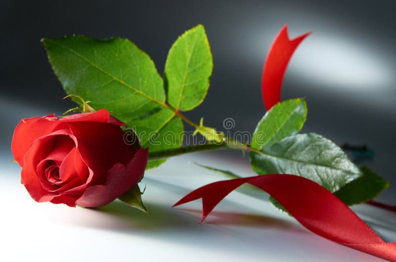 Rose stock photo. Image of beauty, blossom, fresh, romance - 22491554