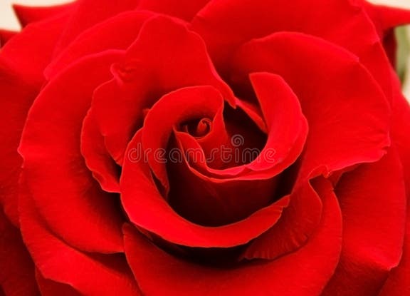 Rose stock image. Image of aroma, fresh, glamour, passion - 23114339