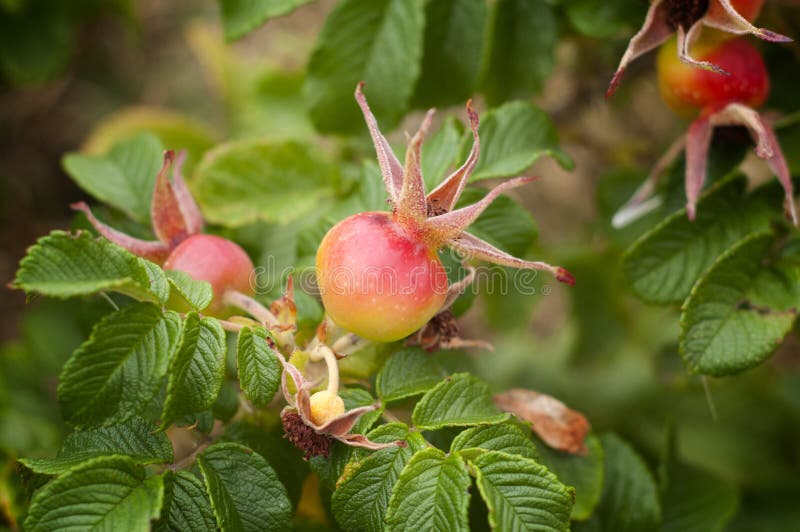 Rose stock image. Image of branches, green, macro, musk - 23639821