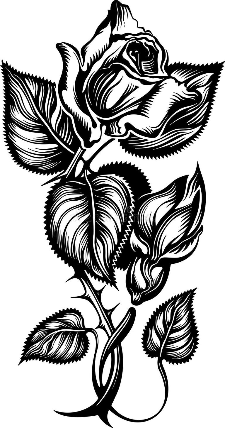 Rose Thorn Line Drawing Stock Illustrations – 492 Rose Thorn Line ...