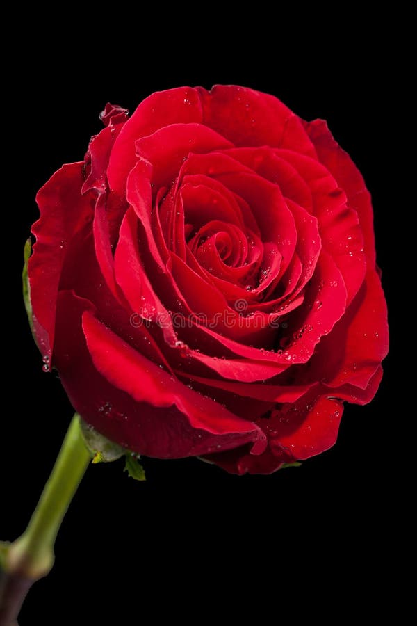 Hot Pink Rose stock photo. Image of green, flowers, fragrance - 217960