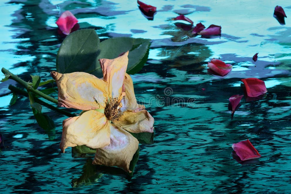 Rose stock image. Image of reflection, beautiful, single - 26615305