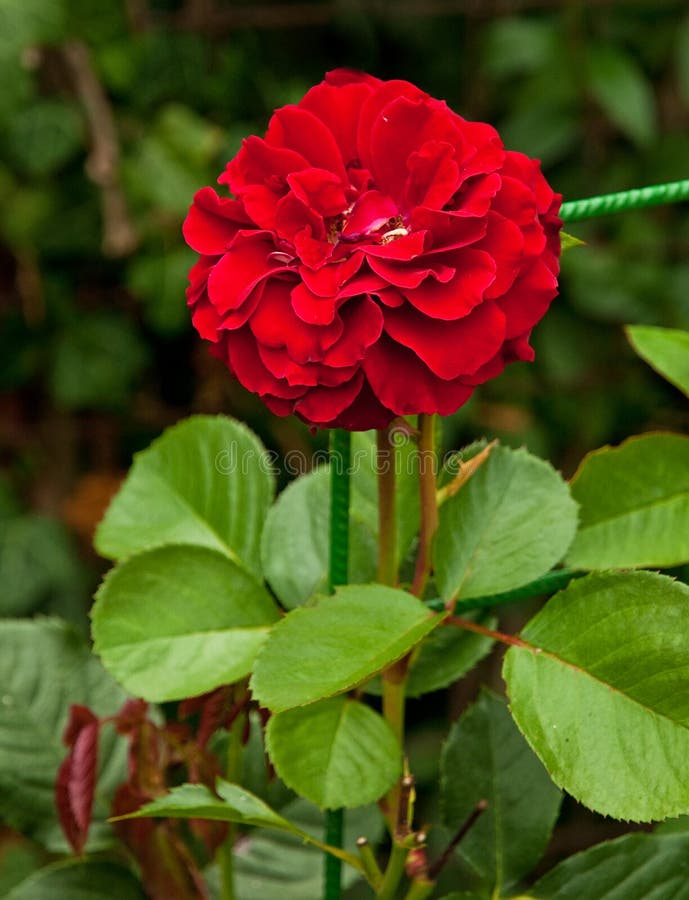 Rose stock image. Image of bridal, blinking, marry, green - 27935917