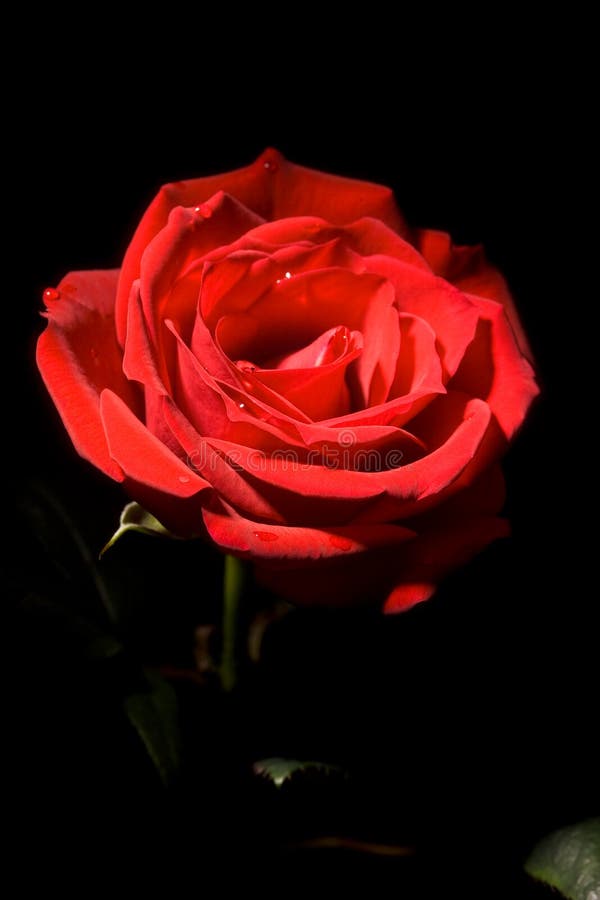 134 Rose Different Angles Stock Photos - Free & Royalty-Free Stock ...