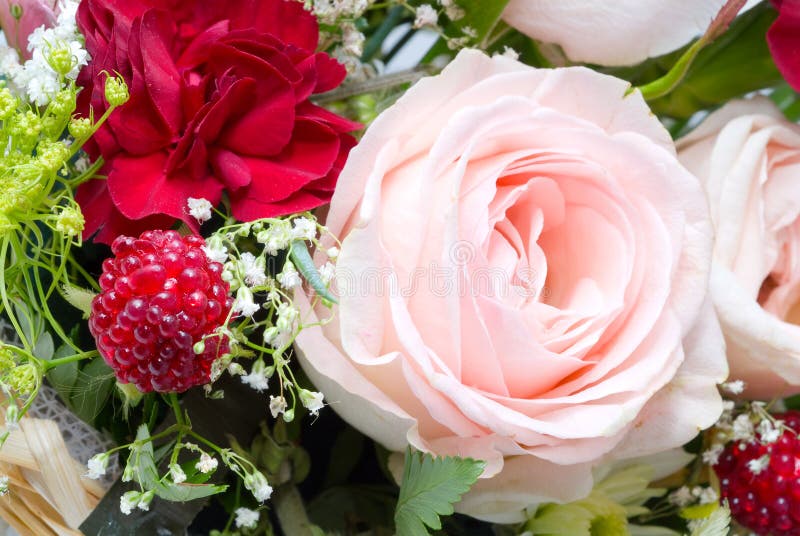 Rose stock image. Image of fresh, buds, macro, beautiful - 3069445