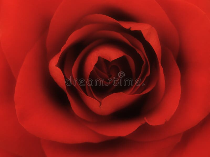 Rose stock photo. Image of bloom, flower, rose, plan, macro - 3357274