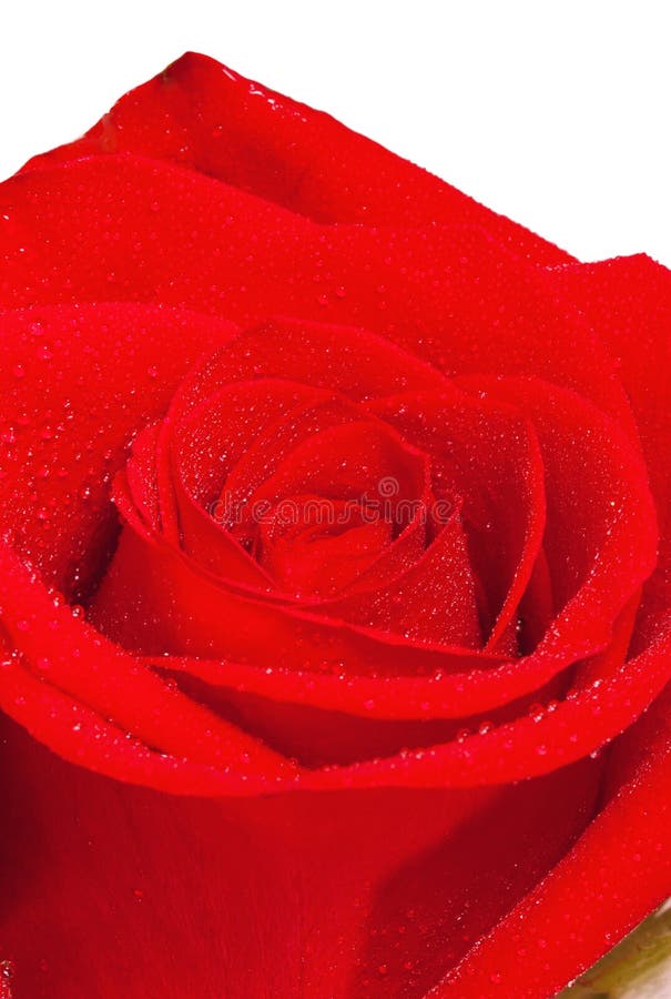 Rose imagen de archivo. Imagen de objeto, saludo, fechado - 37223623