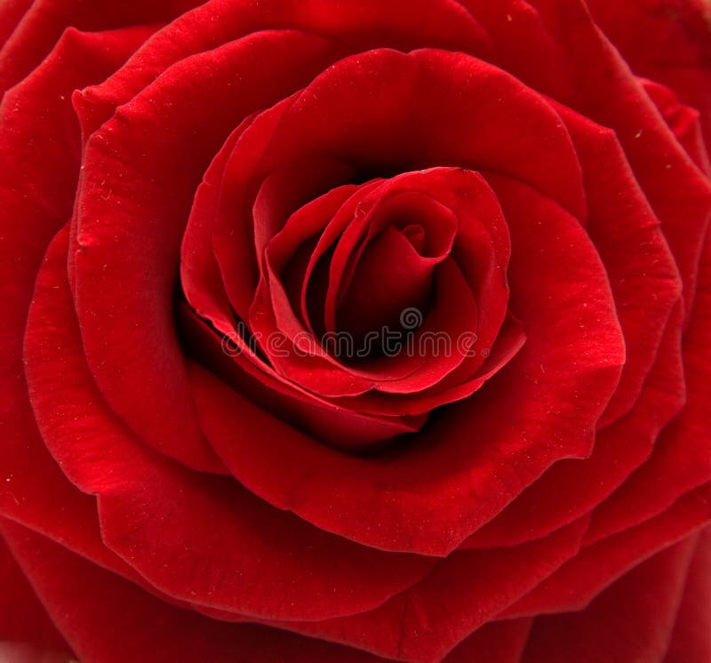 Long stem rose stock image. Image of background, beauty - 3813581
