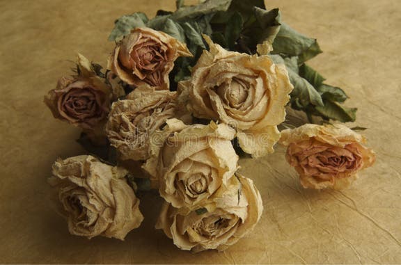 324 Rotting Rose Stock Photos - Free & Royalty-Free Stock Photos from ...