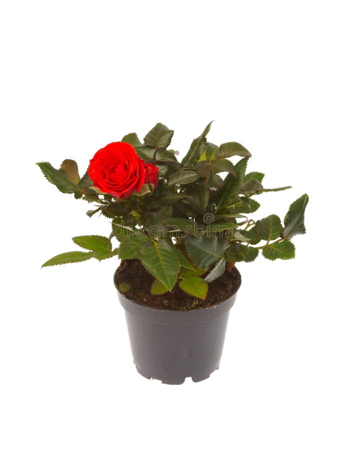 Red Rose in the flower pot stock photo. Image of ceramic - 26660300