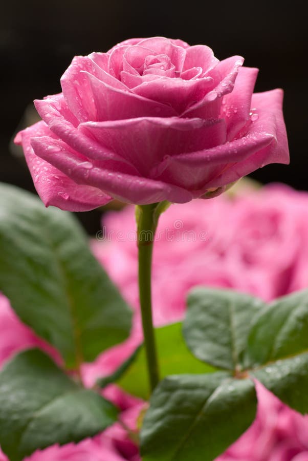 Hot Pink Rose stock photo. Image of green, flowers, fragrance - 217960