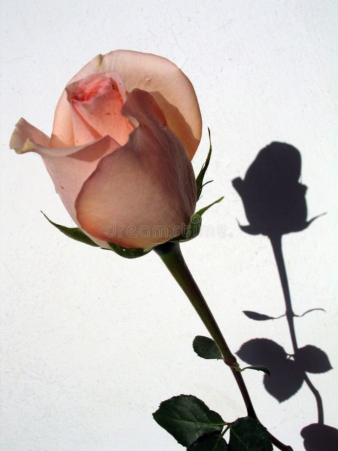 A Rose Trampled on the Ground Stock Photo - Image of resurrection ...