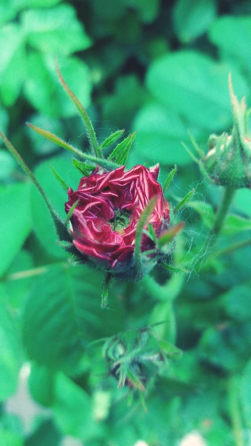 Rose stock photo. Image of bluming, springtime, green - 71490840