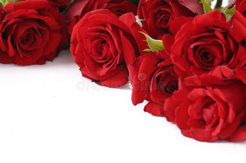Rose flower stock image. Image of interior, clean, calm - 6904657