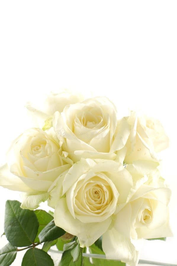Elegant pure white roses stock photo. Image of roses, collage - 2811588
