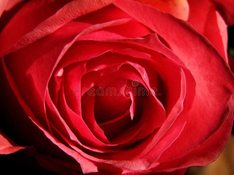 Subtle roses stock photo. Image of colour, gesture, festive - 5174778