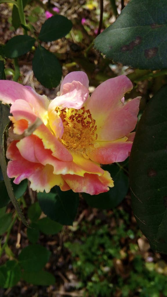 Rose stock photo. Image of garden, summer, rose, flower - 90074298