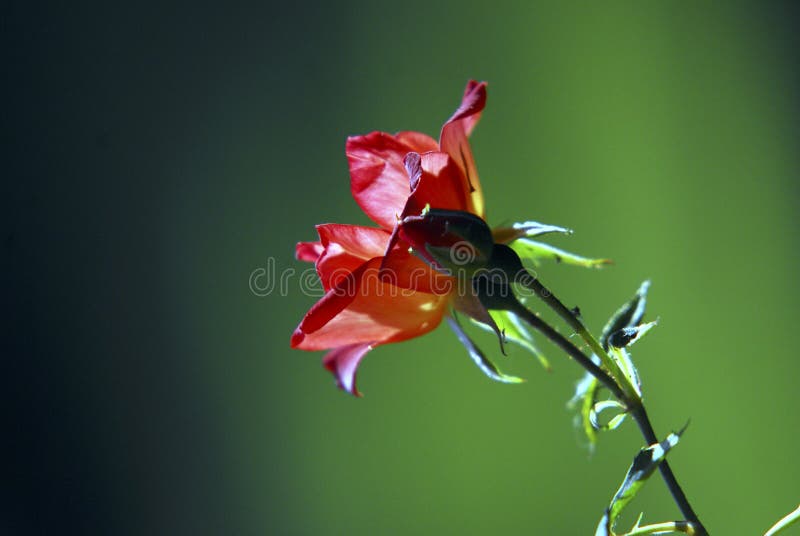 Free Nature (Flowers & Gardens) pictures, photos & images - Royalty ...