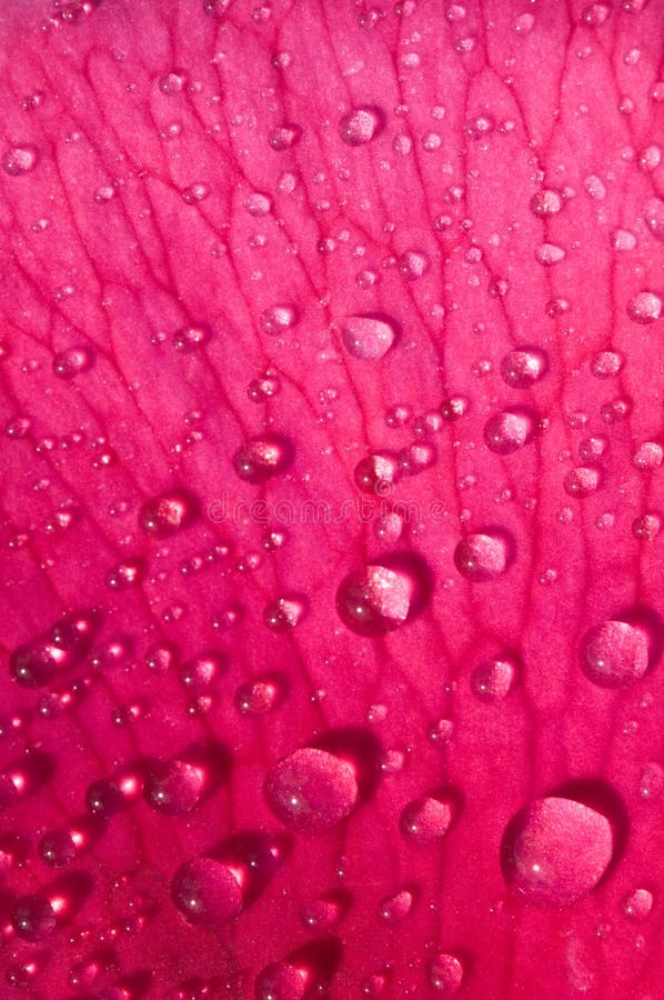 Tender Beautiful Rose Petal Texture. Pink Rose Petal Close Up. Macro ...