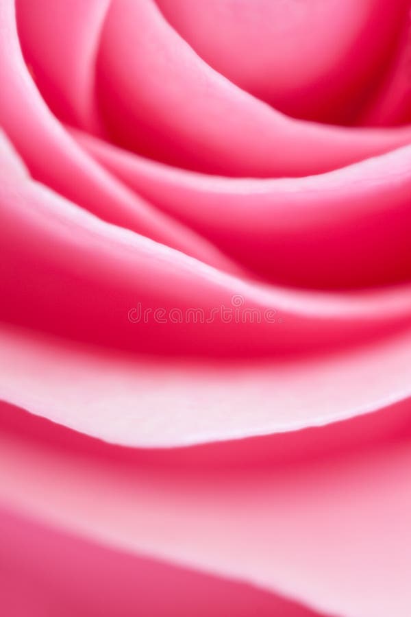 Rose Abstract stock photo. Image of floral, nature, petal - 63730176