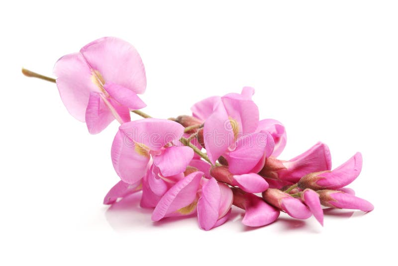 Rose acacia branch stock image. Image of plant, branch - 15119853