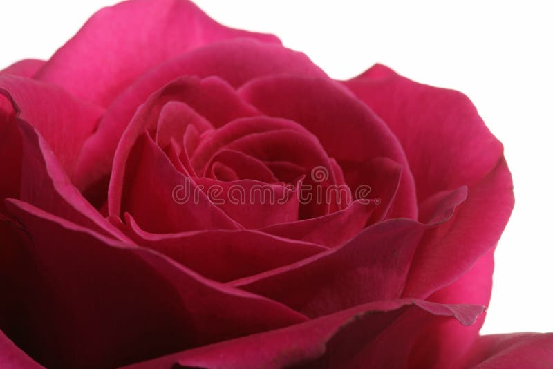 Rose Against White Background Stock Photo - Image of bright, dating ...