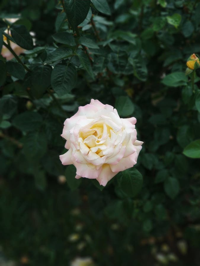 Alone Rose Stock Photos - Download 5,364 Royalty Free Photos