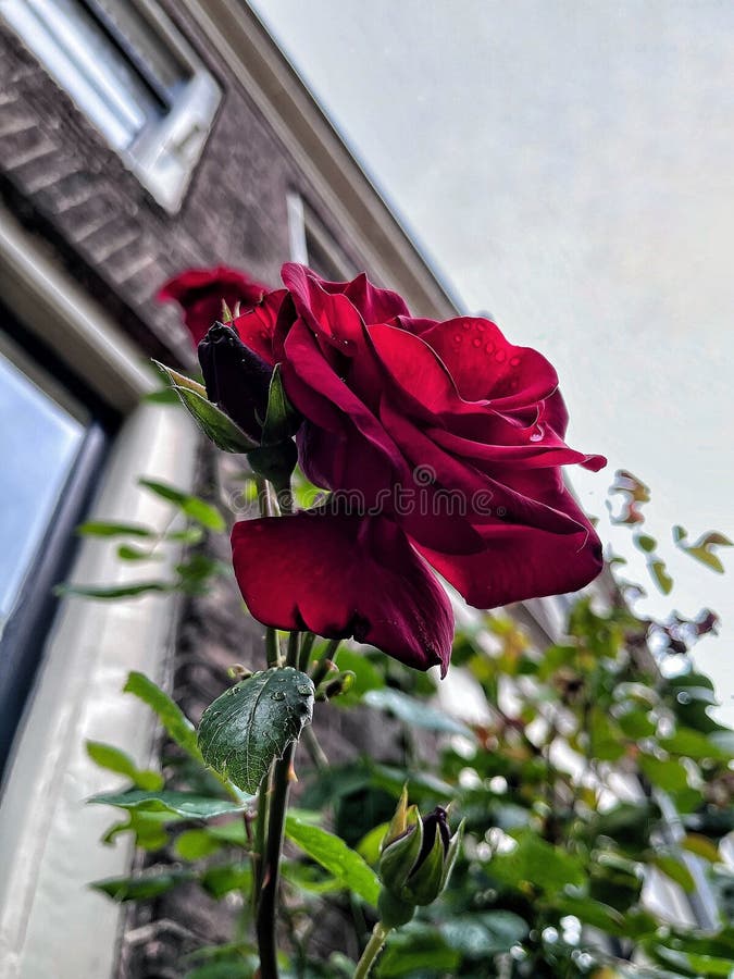 Rose stock image. Image of nature, detail, flower, rose - 332772205