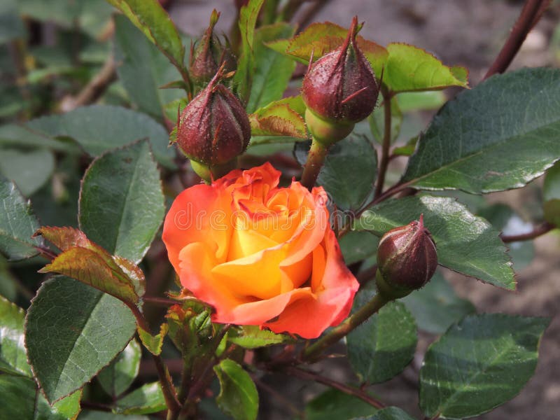 Flor cubana de Marpacifico foto de archivo. Imagen de verde - 3917734