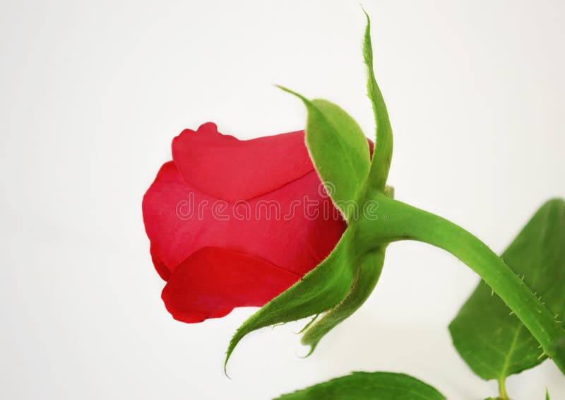 Rose angle view stock image. Image of stalk, angle, leaves - 55811459