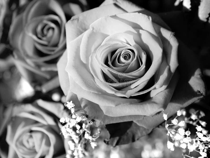 A Rose by Any Other Color... Stock Photo - Image of white, rose: 12804