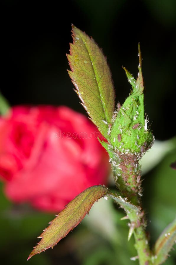 Rose Aphids infestation stock image. Image of greenfly - 28096399